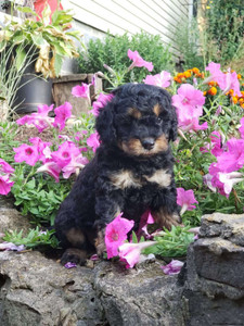 Cute Pomapoo Dog Multicolour Poster PhotoPrint Print Photographic Paper ...