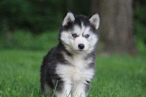 Cute Pomsky Dog Multicolour Poster PhotoPrint Print Photographic Paper ...