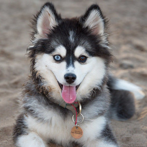 Cute Pomsky Dog Multicolour Poster PhotoPrint Print Photographic Paper ...