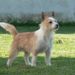 Cute Portuguese Podengo Pequeno Dog Multicolour Poster PhotoPrint Print ...