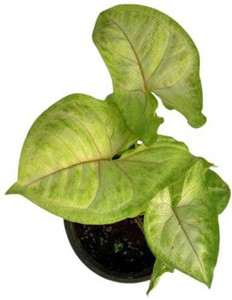 Amazing Gurden Syngonium Plant Price in India - Buy Amazing Gurden ...