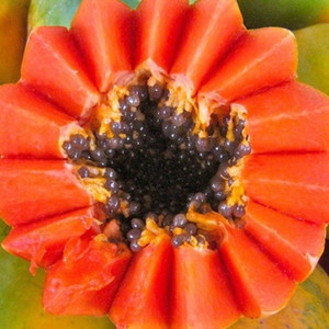 Corofitam Florida Red Royale Papaya Seeds Seed Price in India - Buy ...
