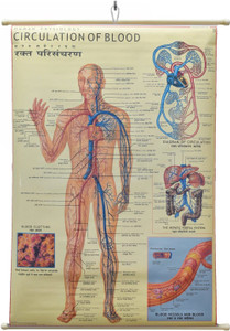 Circulation Of Blood Chart Laminated Wall Chart (Size 100X75 CM ...