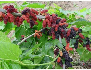 Rainbow Garden Shahtoot/Mulberry Plant Price in India - Buy Rainbow ...