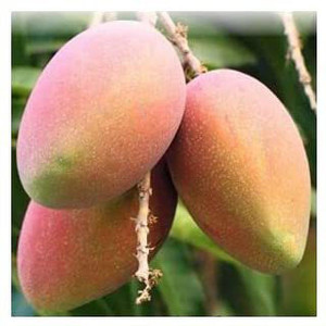 Ukanda Mango Plant Price in India - Buy Ukanda Mango Plant online at ...