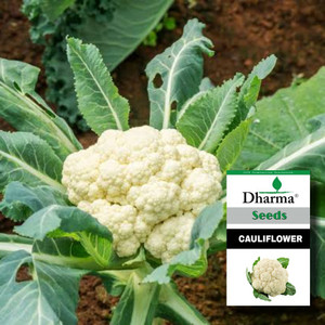Dharma Cauliflower Seeds, Phool Gobhee, Phulkopi Seed Price in India ...