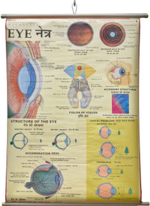 Human Eye Chart Laminated Wall Chart (Size 100X75 CM) Perfect For ...