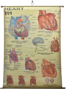 Human Heart Chart Laminated Wall Chart (Size 100X75 CM) Perfect For ...
