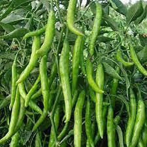 FURYHUB Mirch/Chilli Plant Price in India - Buy FURYHUB Mirch/Chilli ...