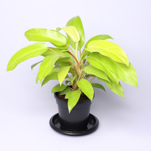 Pottplants Philodendron Ceylon Plant Price in India - Buy Pottplants ...