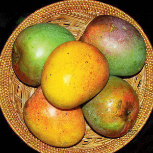 SAVE GREEN Mango Plant Price in India - Buy SAVE GREEN Mango Plant ...