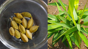 Cloud Farm Elaichi/Cardamom Plant Price in India - Buy Cloud Farm ...
