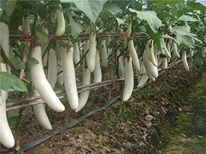 ENINE White Brinjal Seed Price in India - Buy ENINE White Brinjal Seed ...