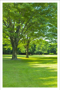 LUSH GREEN SCENE LANDSCAPE-VASTU REMEDY, PAINTING GREEN SCENE / VASTU ...