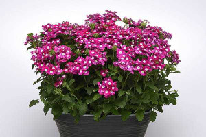 Amazing Gurden Verbena Plant Price in India - Buy Amazing Gurden ...