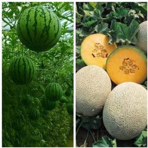 Paudha Watermelon And Muskmelon Fruit pack Seed Price in India - Buy ...
