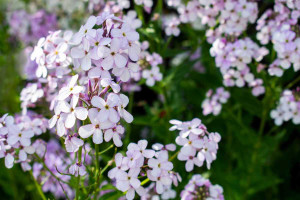 Amazing Gurden Anthurium Plant Price in India - Buy Amazing Gurden ...