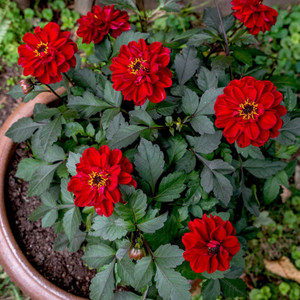 Amazing Gurden Dahlia Plant Price in India - Buy Amazing Gurden Dahlia ...