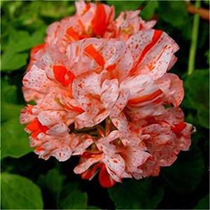 MHIMI Geranium Plant Price in India - Buy MHIMI Geranium Plant online ...
