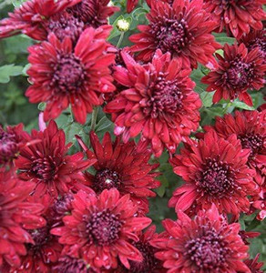 CYBEXIS Guldavari/Chrysanthemum Red Flower Seeds Seed Price in India ...