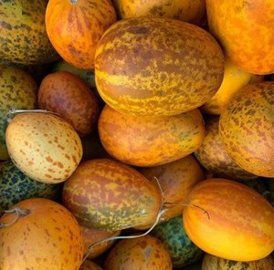 UGRA KACHRI Vegetable Seeds Seed Price in India - Buy UGRA KACHRI ...