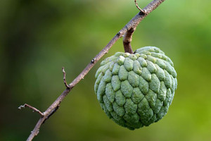 Paudha Custard apple Seed Price in India - Buy Paudha Custard apple ...