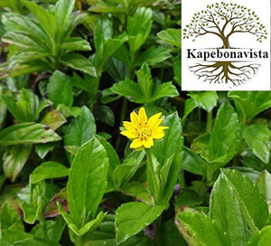 Kapebonavista Yellow Bhringraj Chinese Wedelia in poly bag seeds Seed ...