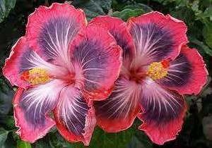 Fulmala Nursery Hibiscus Plant Price in India - Buy Fulmala Nursery ...