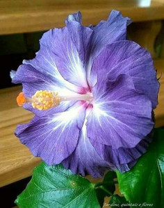 Fulmala Nursery Hibiscus Plant Price in India - Buy Fulmala Nursery ...