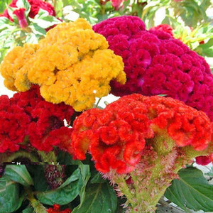 UGRA Celosia Chief Mix seeds Seed Price in India - Buy UGRA Celosia ...