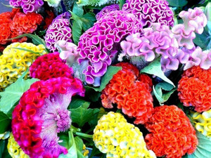 UGRA GIANT COCKSCOMB MIX Seed Price in India - Buy UGRA GIANT COCKSCOMB ...