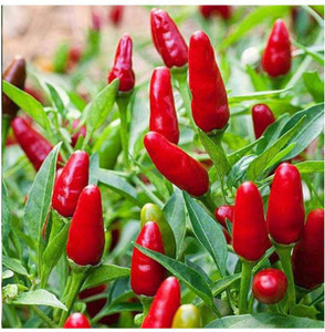 natikrd Mirch/Chilli Plant Price in India - Buy natikrd Mirch/Chilli ...