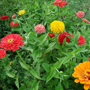 UGRA Zinnia Seeds - Mix Seed Price in India - Buy UGRA Zinnia Seeds ...