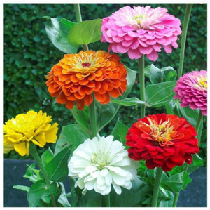 UGRA Zinnia Double Mix Flower Seed Price in India - Buy UGRA Zinnia ...