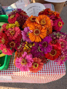 UGRA GIANT CALIFORNIA ZINNIA MIX Seed Price in India - Buy UGRA GIANT ...