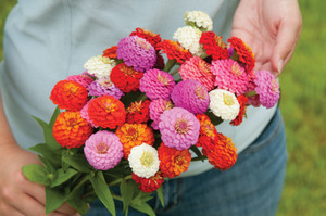 UGRA Sunbow Mix Zinnia Seed Price in India - Buy UGRA Sunbow Mix Zinnia ...