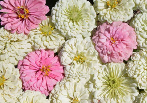 UGRA Blushing Bride Zinnia Mix Seed Price in India - Buy UGRA Blushing ...