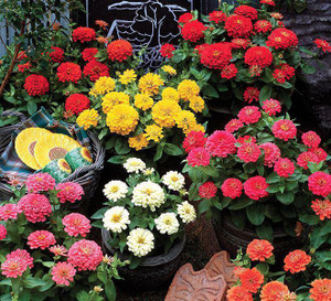 UGRA Zinnia Dreamland Mix Flower Seed Price in India - Buy UGRA Zinnia ...