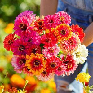 UGRA Zinnia Carousel Mix Seed Price in India - Buy UGRA Zinnia Carousel ...