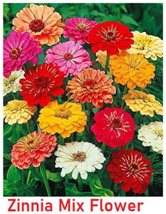 UGRA Zinnia Double Mix Flower Seed Price in India - Buy UGRA Zinnia ...
