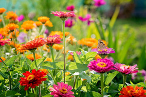UGRA Thumbelina Dwarf Mix Zinnia Seed Price in India - Buy UGRA ...