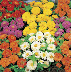 UGRA Mix Zinnia Seeds Seed Price in India - Buy UGRA Mix Zinnia Seeds ...