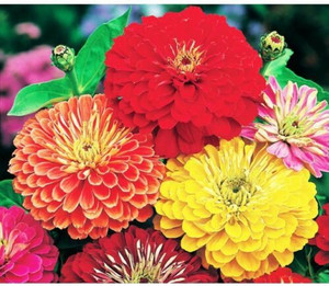 UGRA GIANT CALIFORNIA ZINNIA MIX Seed Price in India - Buy UGRA GIANT ...