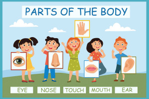 Body Parts Sticker Poster For Kids|1 Sticker Poster For Kids|Wall Decor ...
