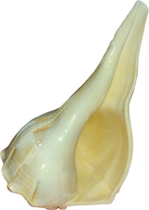 Shree Shankham Dakshinavarti Laxmi Shankh Large and Heavy by Shree ...