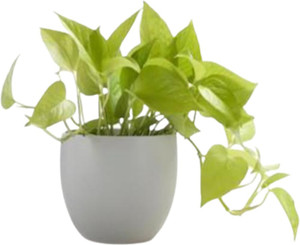 Ecosentry Pothos Plant Price in India - Buy Ecosentry Pothos Plant ...