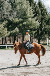 Horse poster & ghoda poster & animals POSTERS Waterproof Vinyl Sticker ...