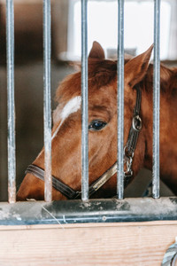 Horse poster & ghoda poster & animals POSTERS Waterproof Vinyl Sticker ...