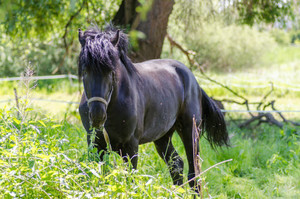 Horse poster & ghoda poster & animals POSTERS Waterproof Vinyl Sticker ...