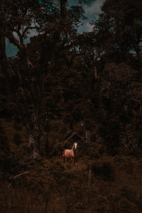 Horse poster & ghoda poster & animals POSTERS Waterproof Vinyl Sticker ...